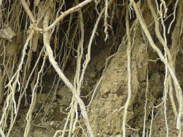 grey dirt texture 0034 - Texturelib